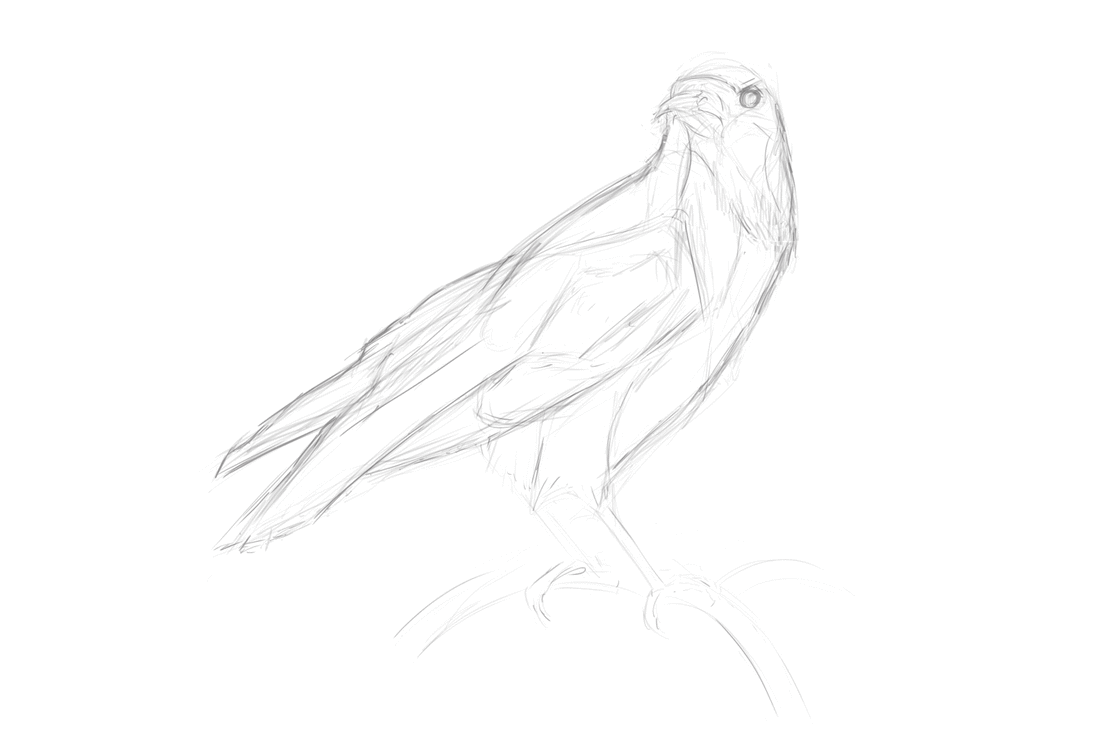 Jaden Taylor - Crow Illustration