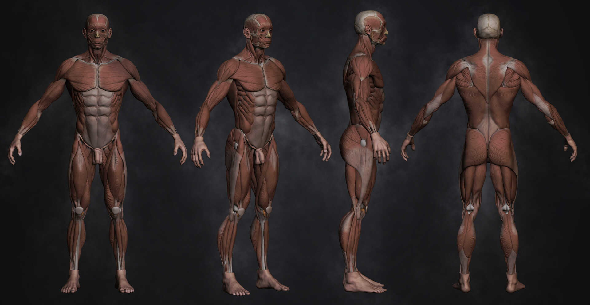 ArtStation - Male Ecorche - Anatomy Study