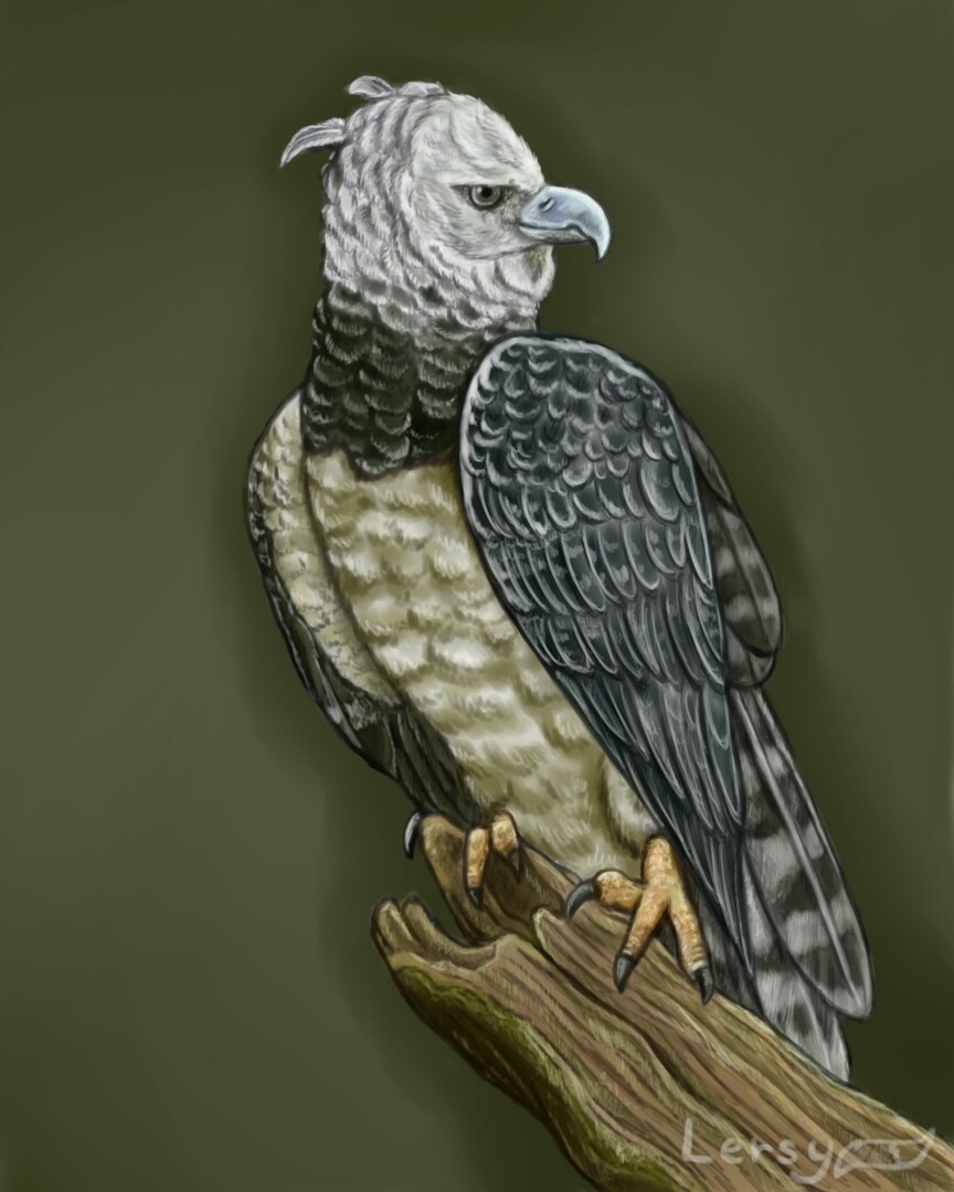 ArtStation - American Harpy Eagle