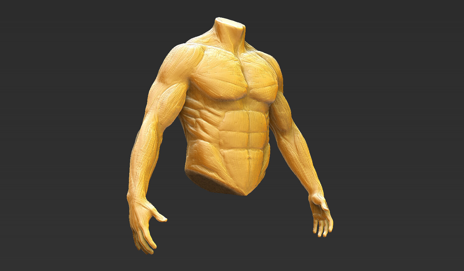 ArtStation - Torso Anatomy Study