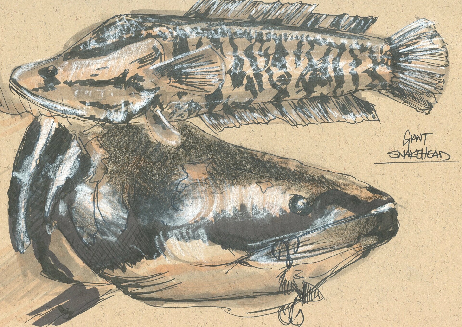 ArtStation - Giant Snakehead