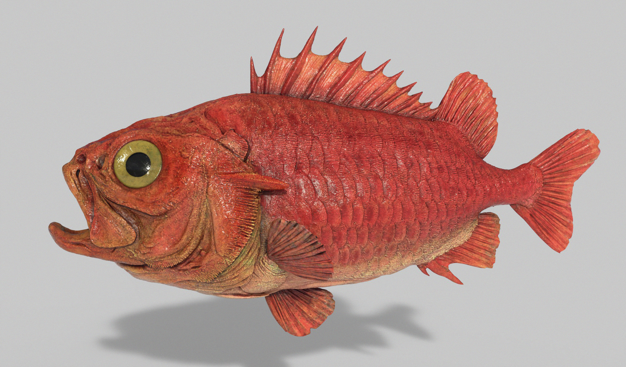 Jordan Yen - Ray Finned Fish