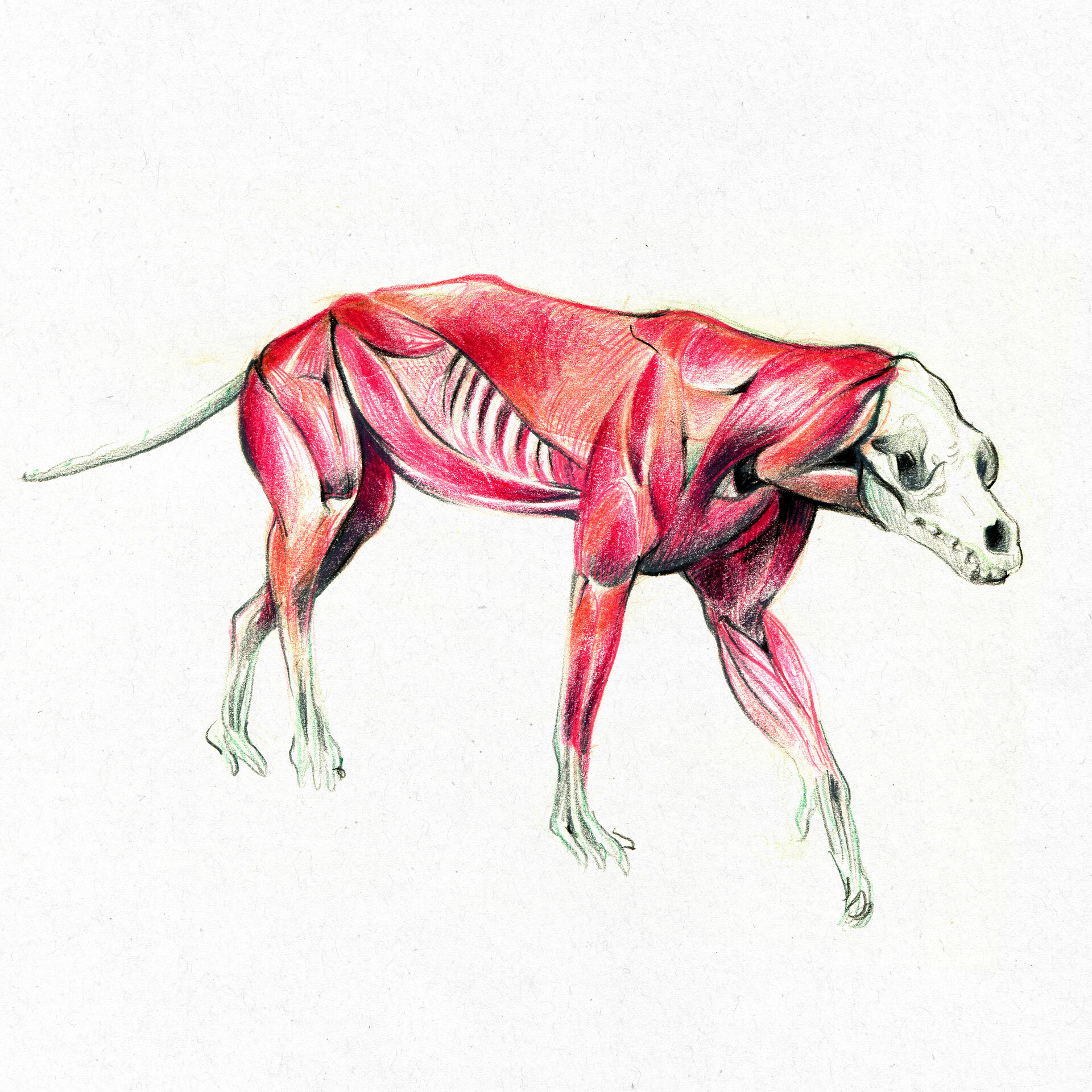 ArtStation - Animal Anatomy