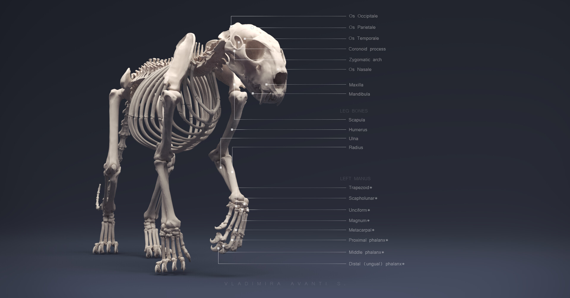 Vladimira Strukanova - Creature Artist - Leopard Anatomy