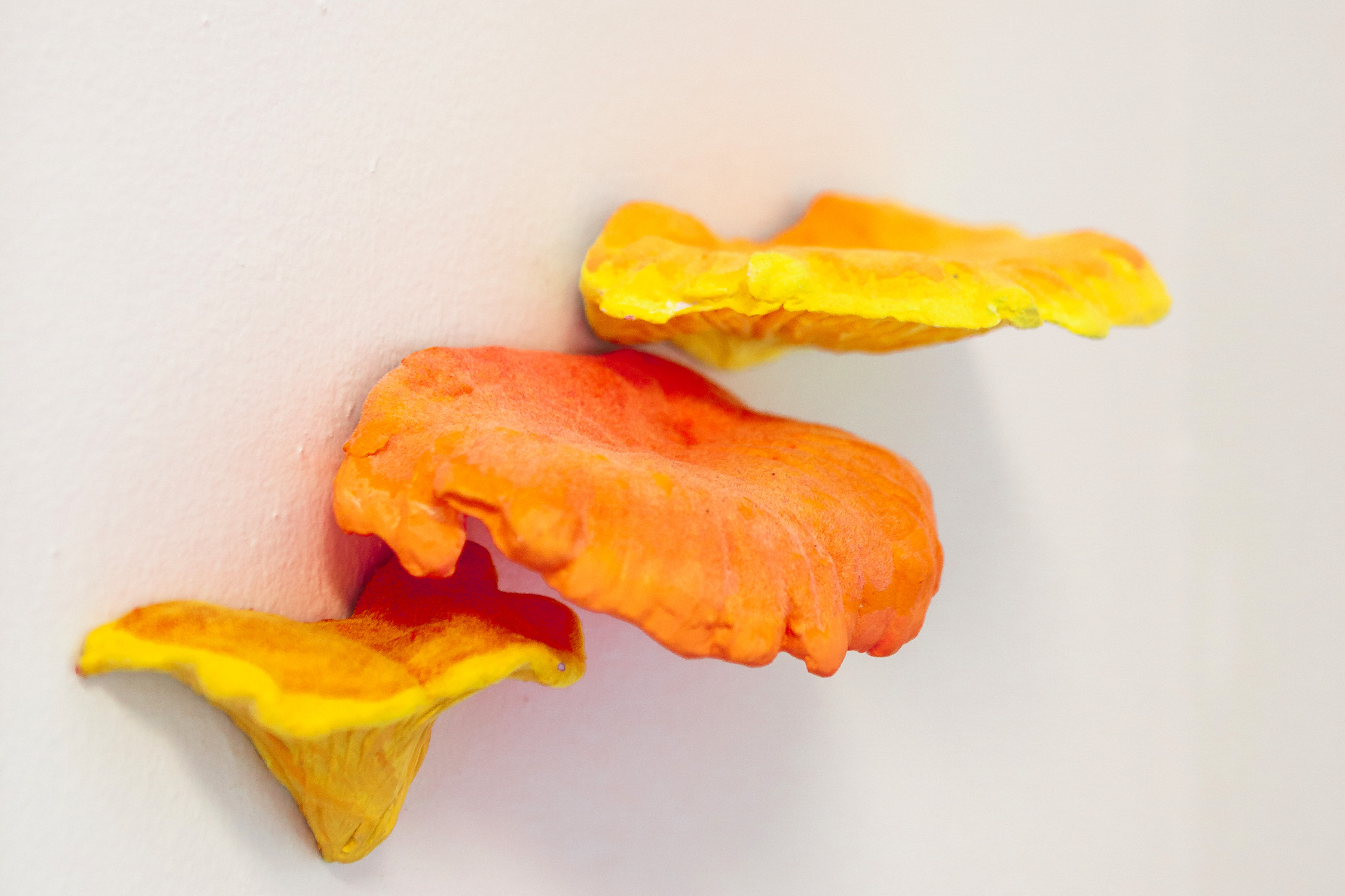 Madison Haws - Fluorescent Fruited Fungal Bodies