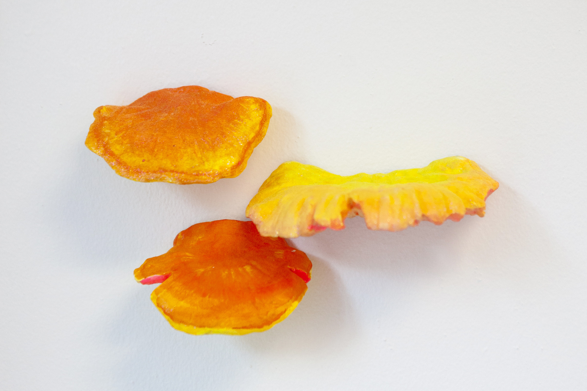 Madison Haws - Fluorescent Fruited Fungal Bodies