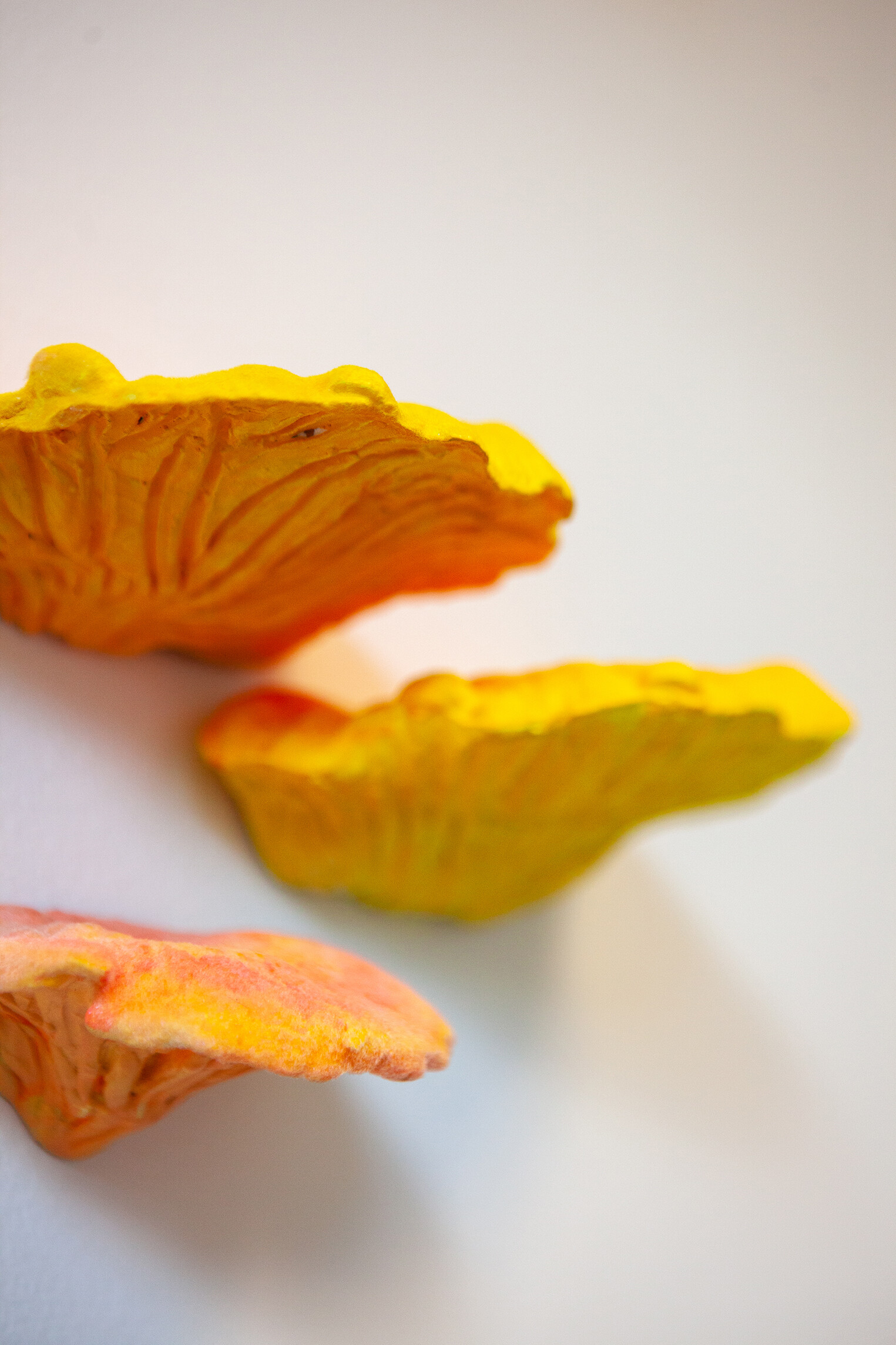 Madison Haws - Fluorescent Fruited Fungal Bodies