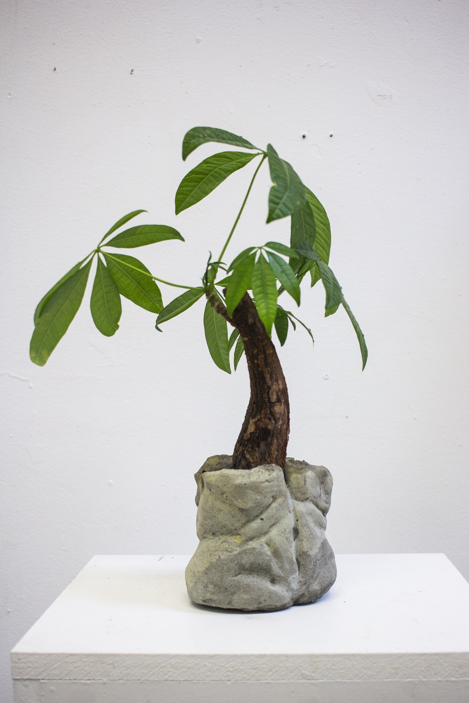 Madison Haws - Androgynous Planter Torso