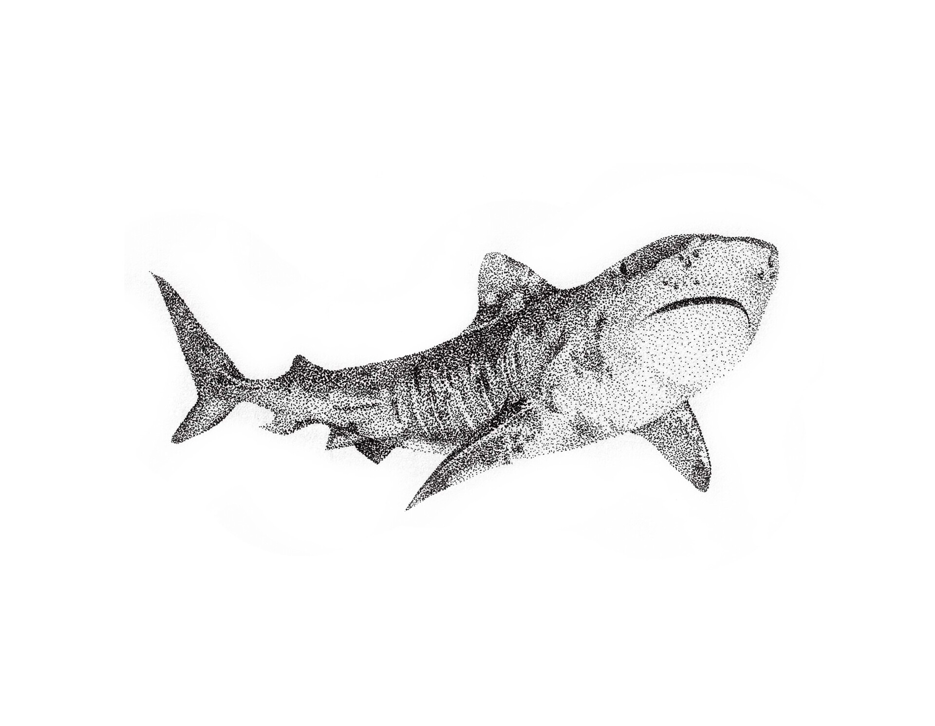 ArtStation - Pointillism Shark