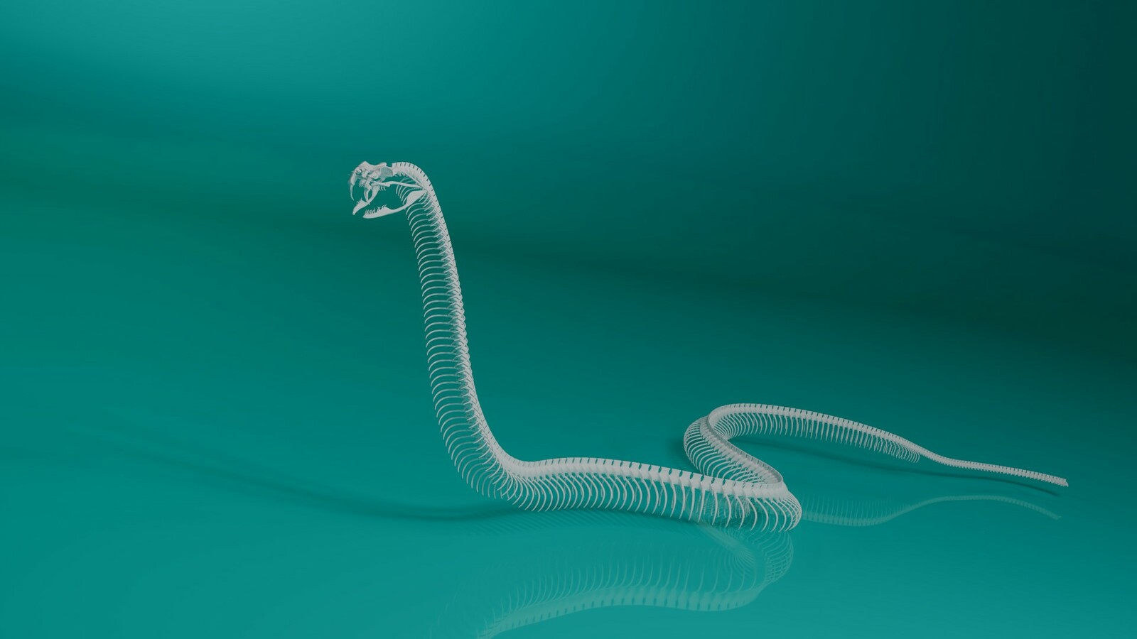 Stephan Plotnicov - The 3D model snake skeleton