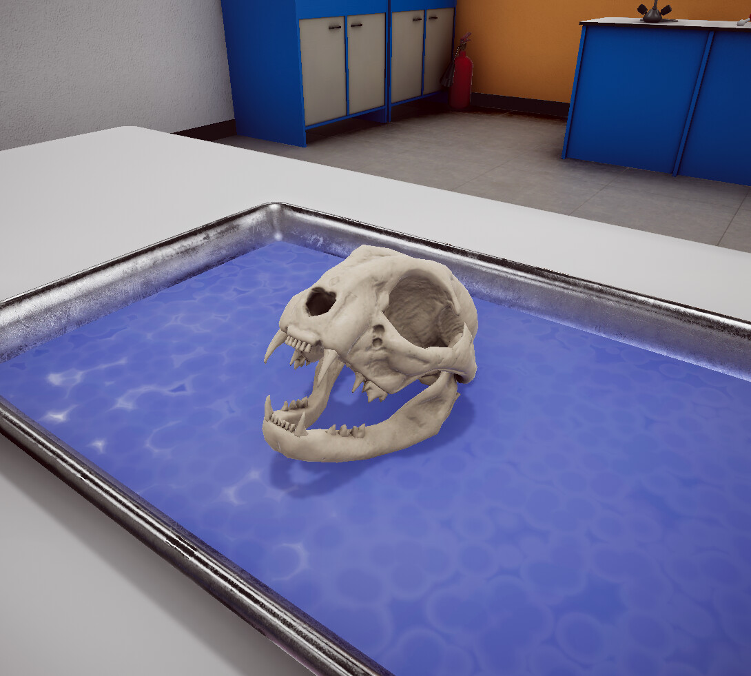 Cat Dissection Procedure at Elmer Pritchard blog