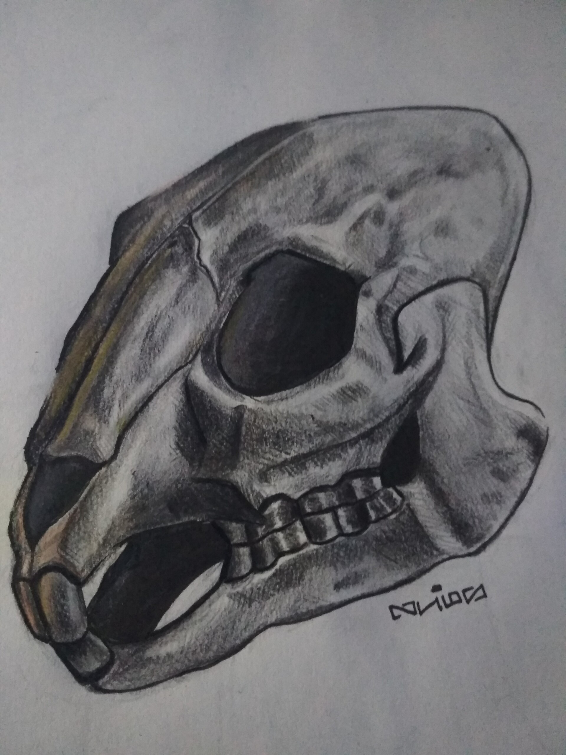 how to draw a rabbit skull