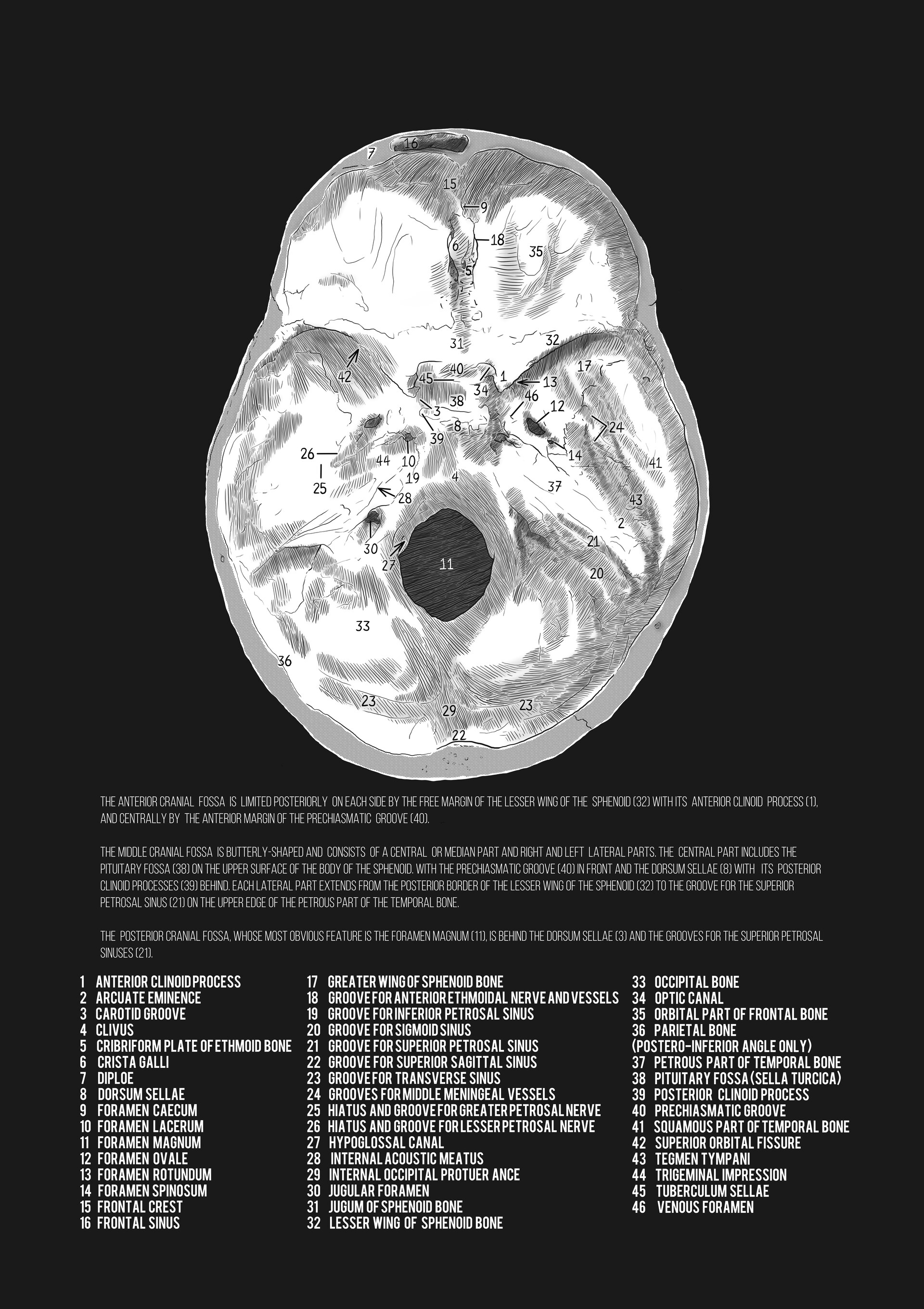 ArtStation - Skull study pt VII