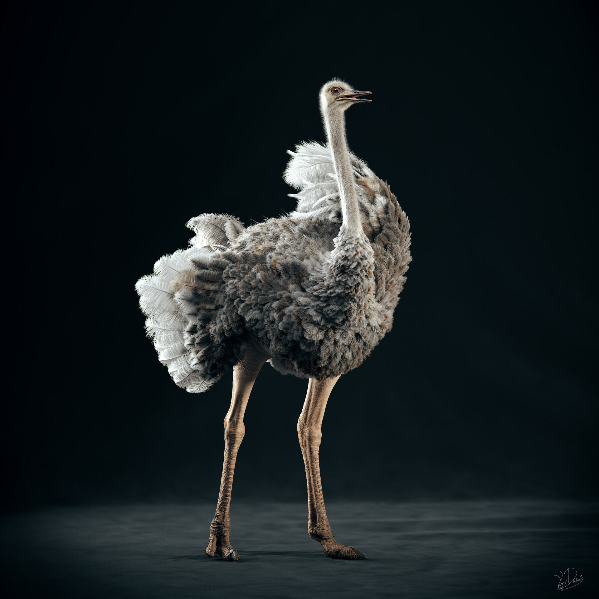 ArtStation - Somali Ostrich (female)