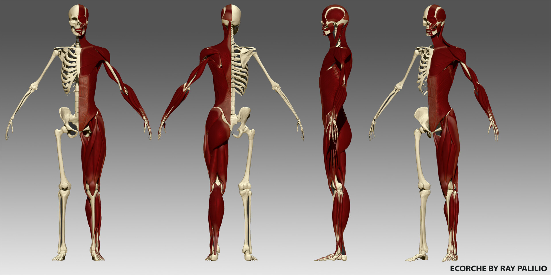 Ray Palilio - Female Anatomy Study