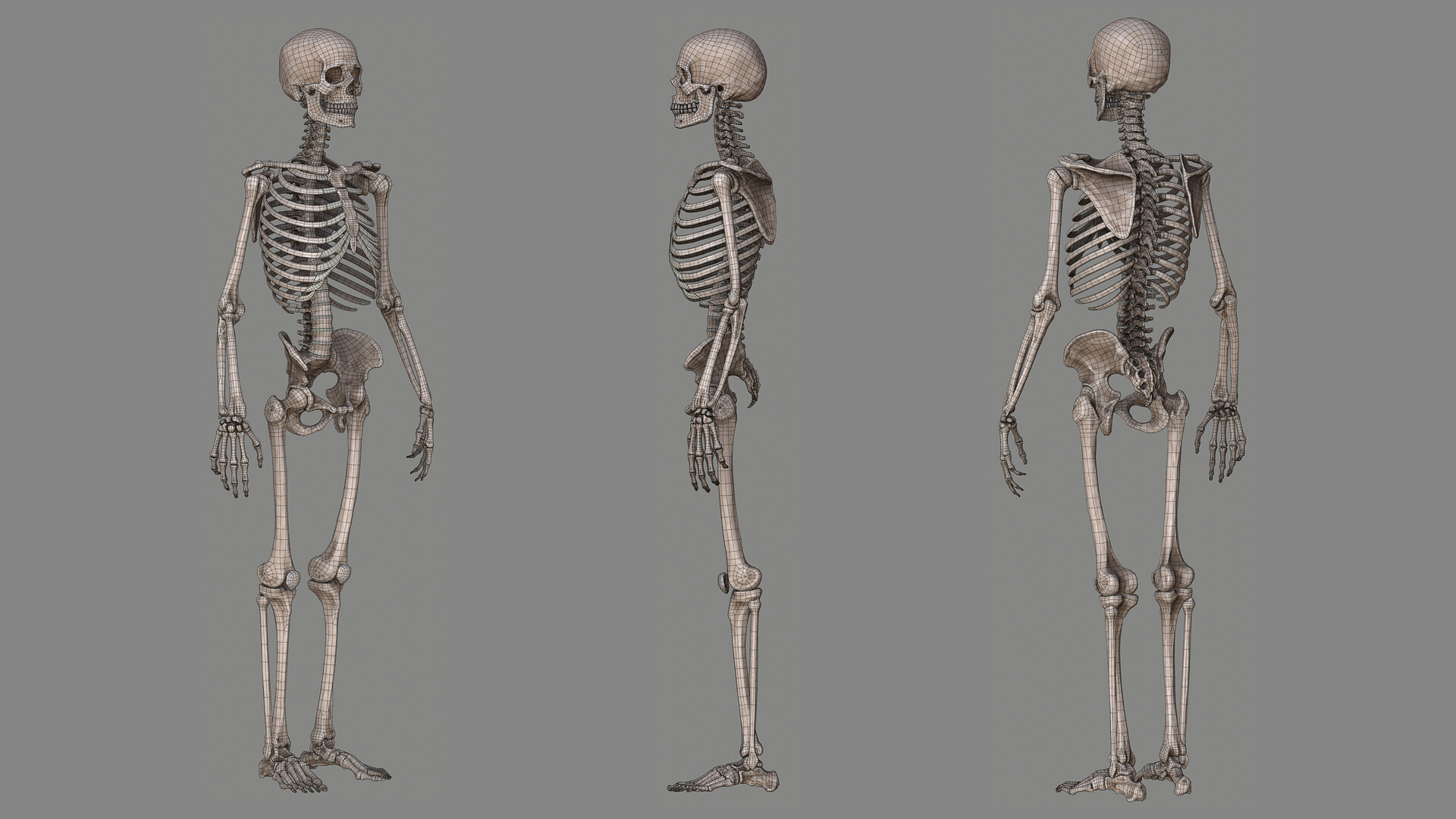 human skeleton reference