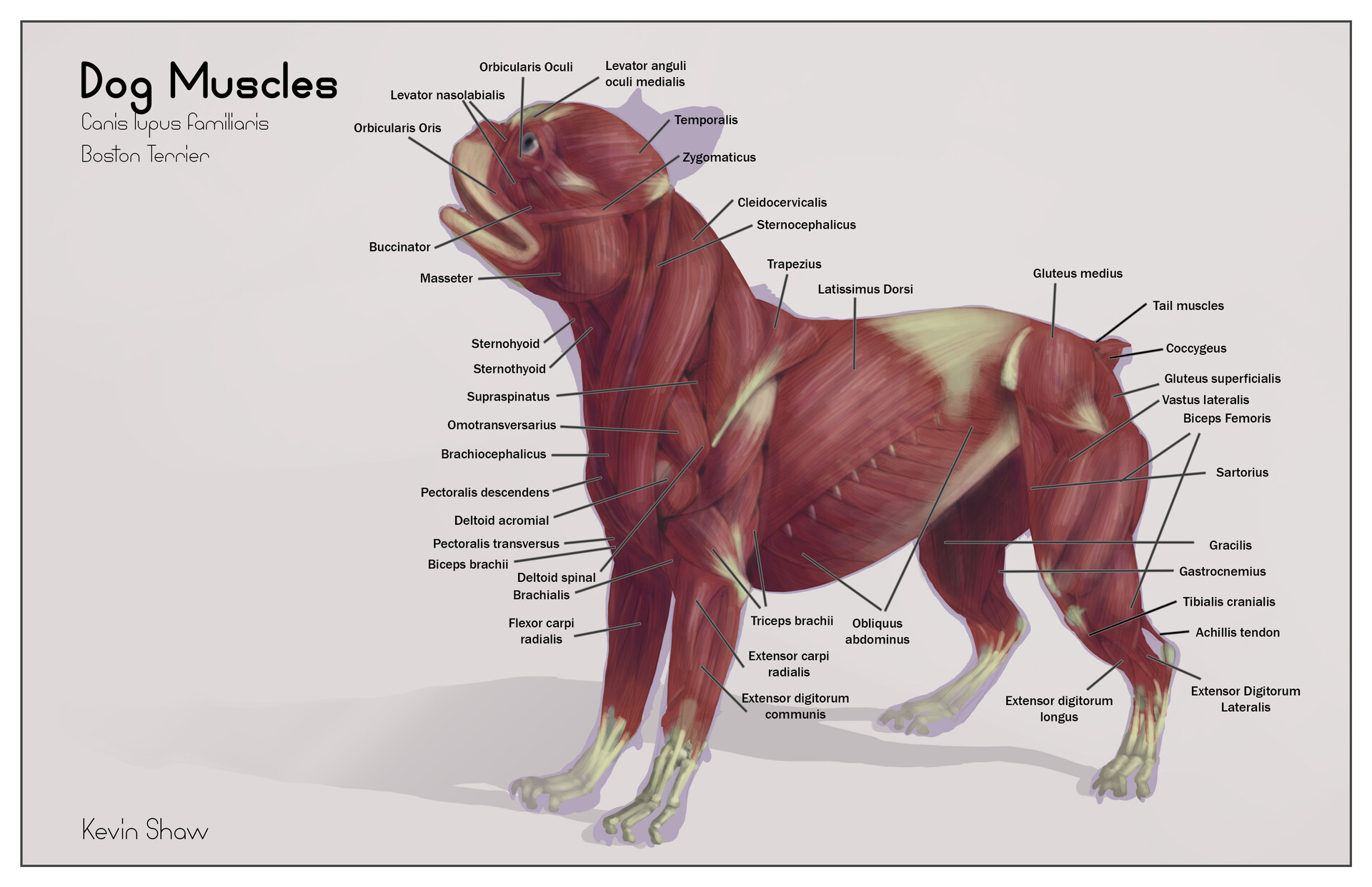 Kevin Shaw - Animal Studies