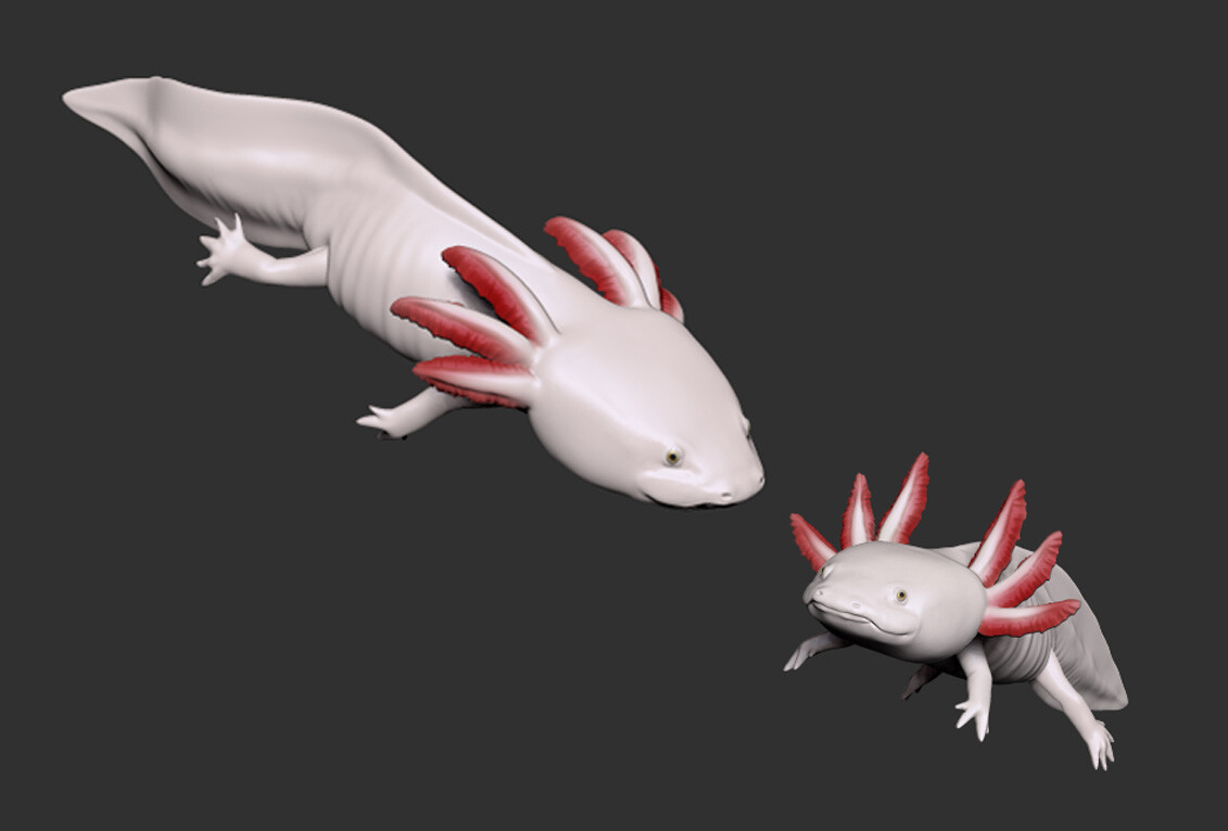 ArtStation - Axolotl
