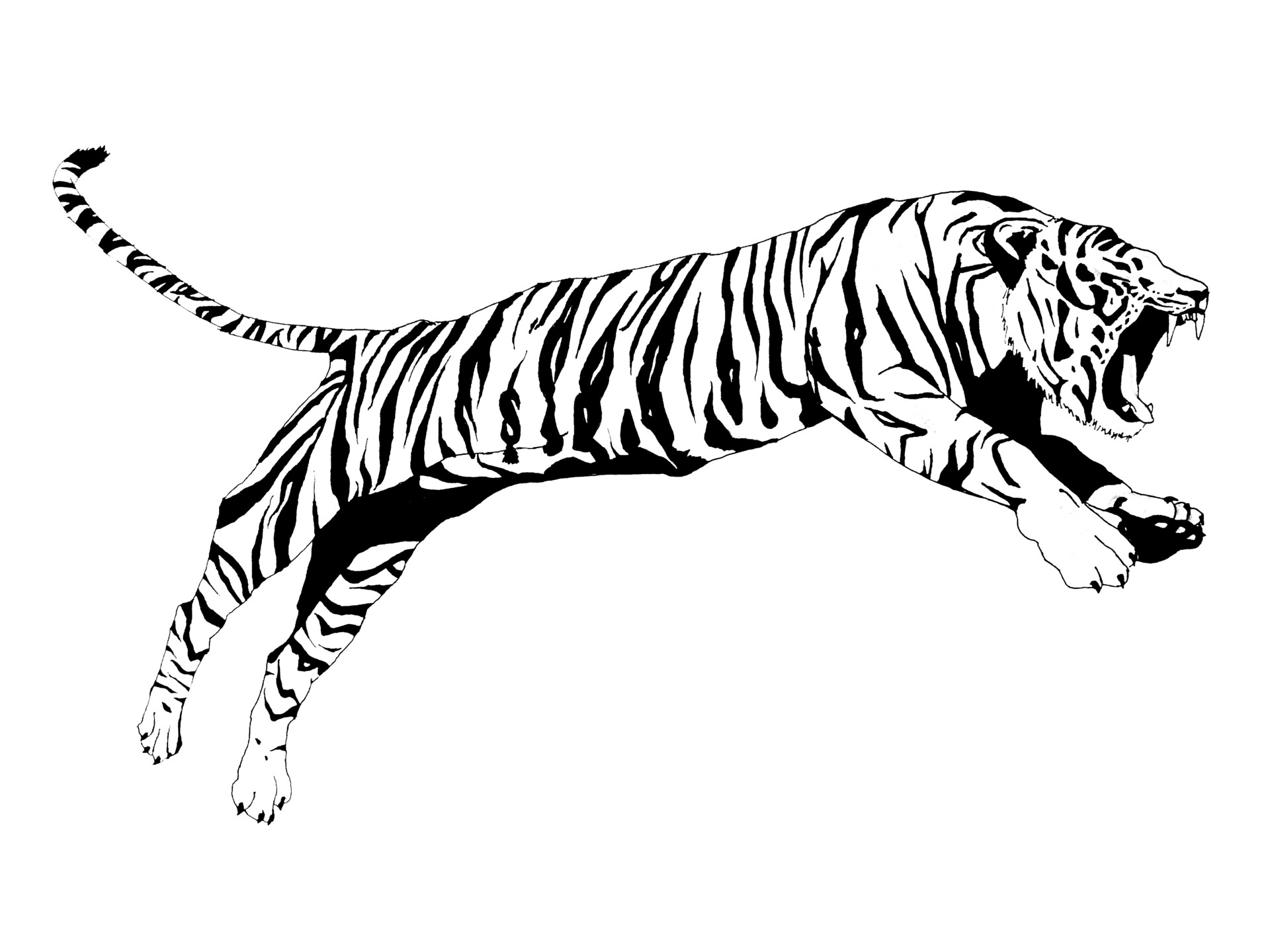 Shotokan Karate Tiger