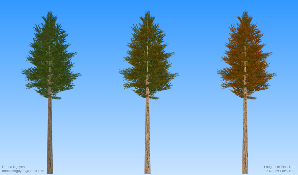 Donna Nguyen - Lodgepole Pine Tree