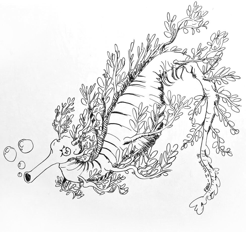 leafy sea dragon coloring page