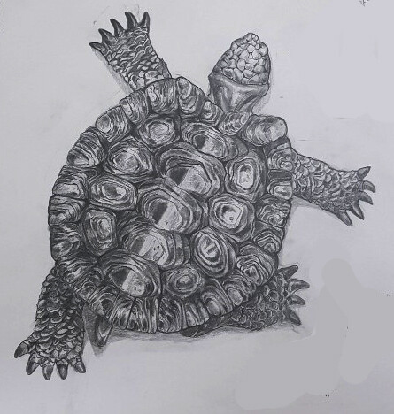 ArtStation - turtle drawing