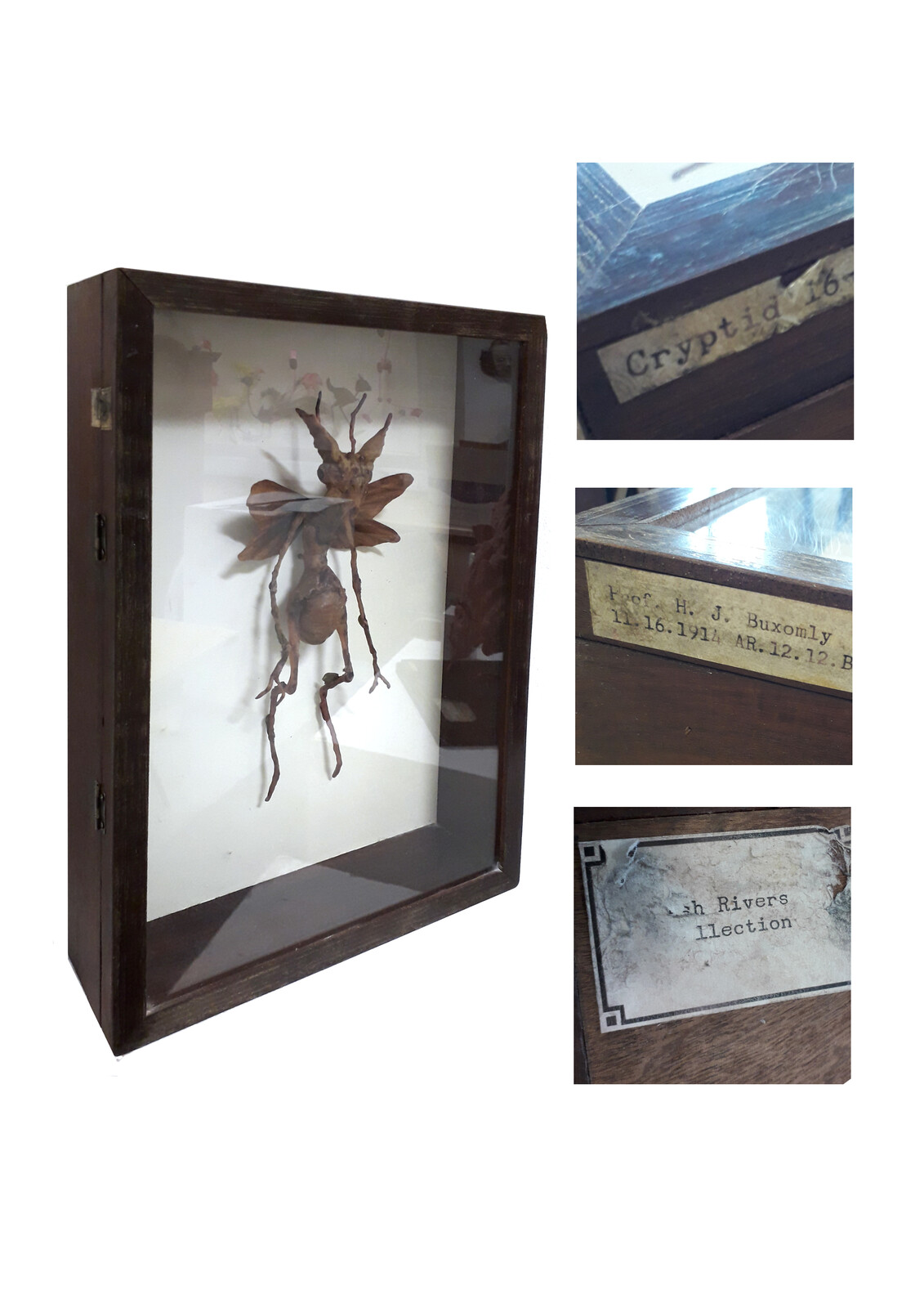 Andy Wright - Fairy taxidermy sample in shadow box