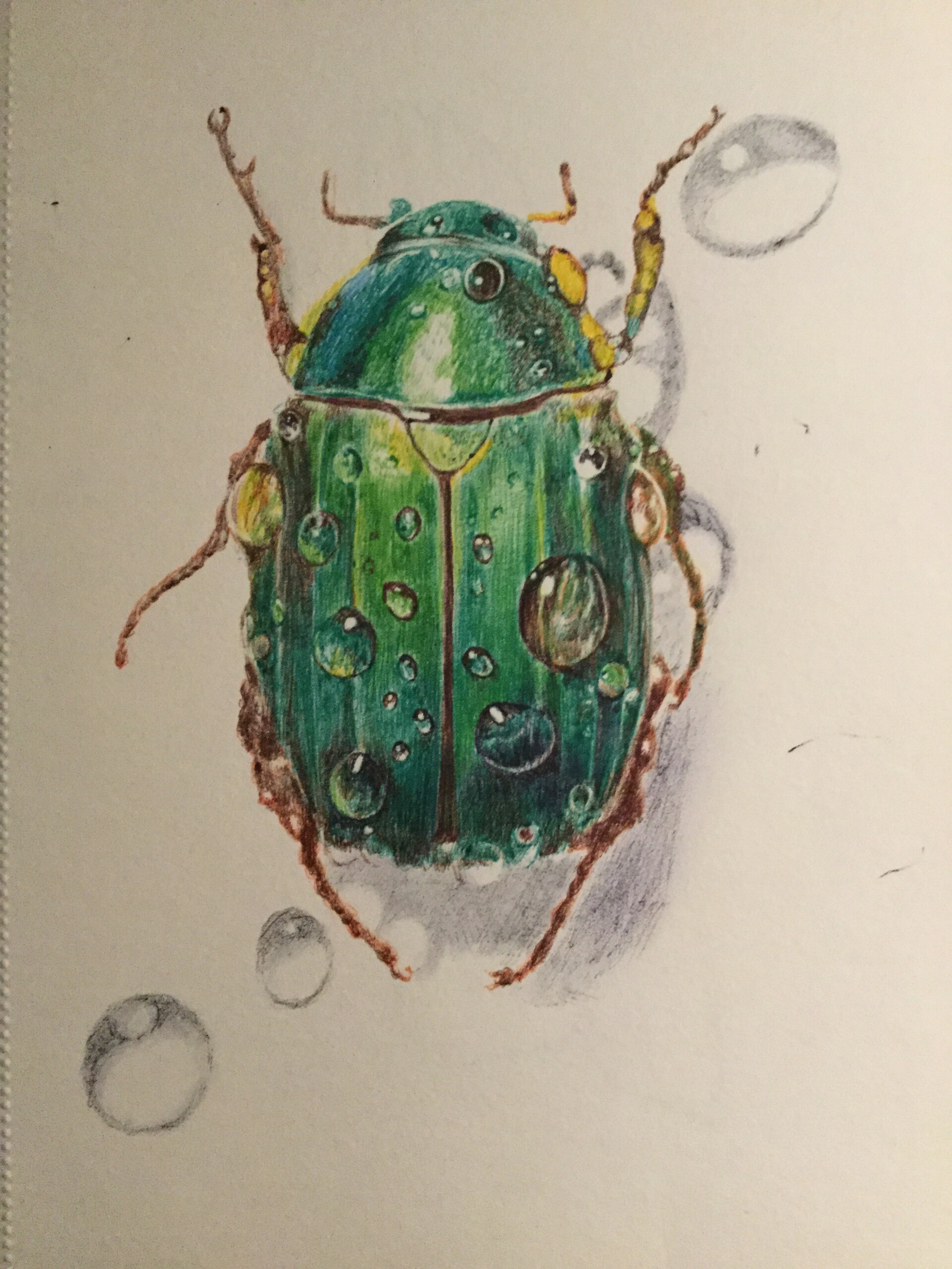 ArtStation - Ballpoint pen drawing of a beetle