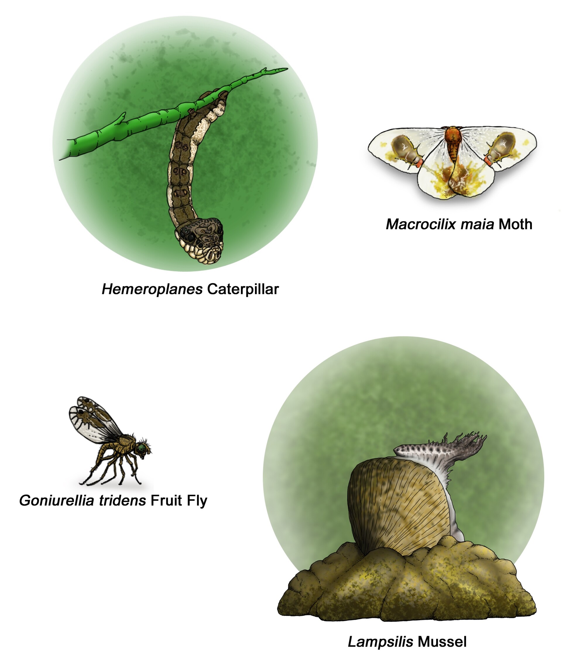 ArtStation - Four Amazing Mimics