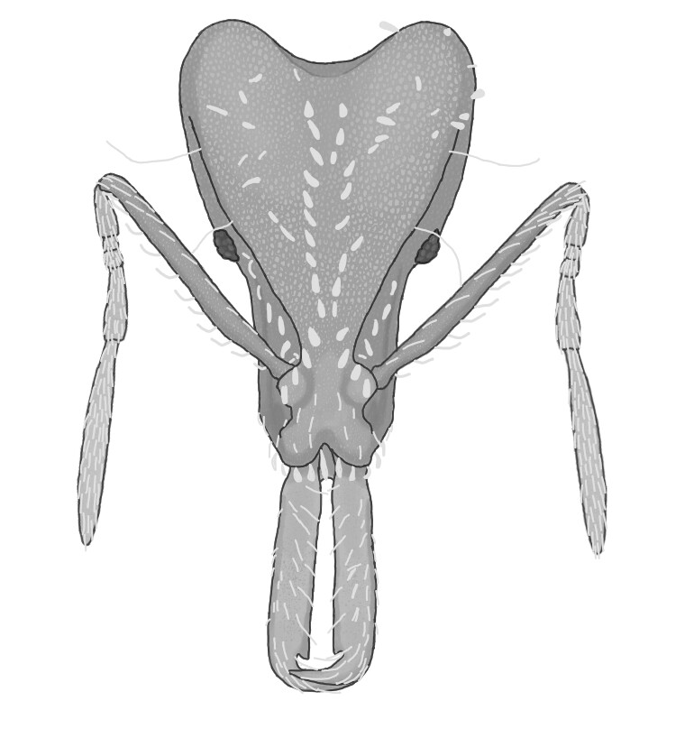 ArtStation - Strumigenys formosensis
