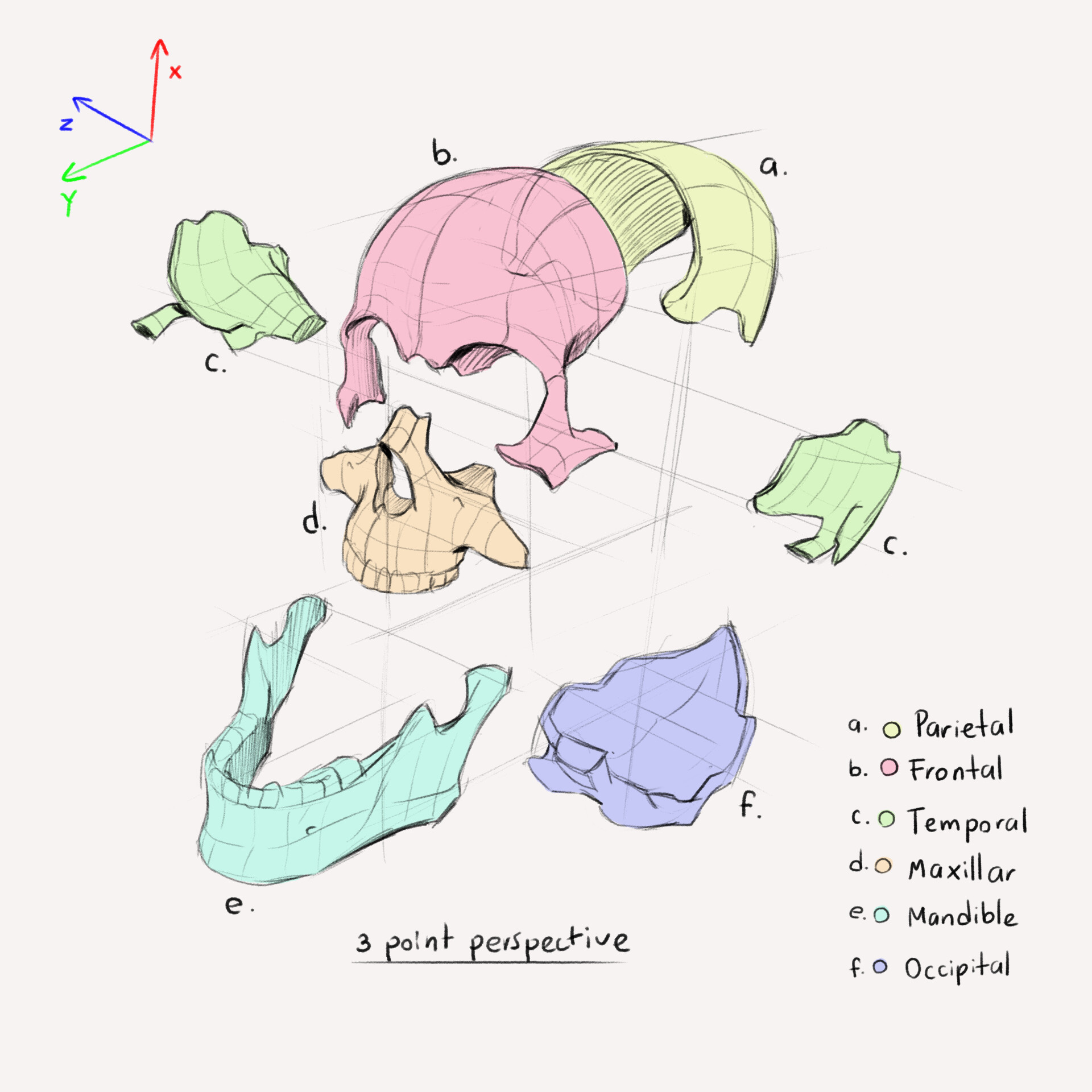 ArtStation - Exploded Skull Study