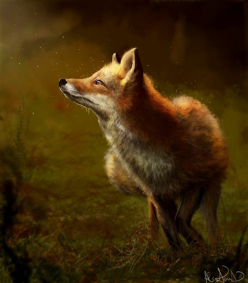 How To Draw A Realistic Fox