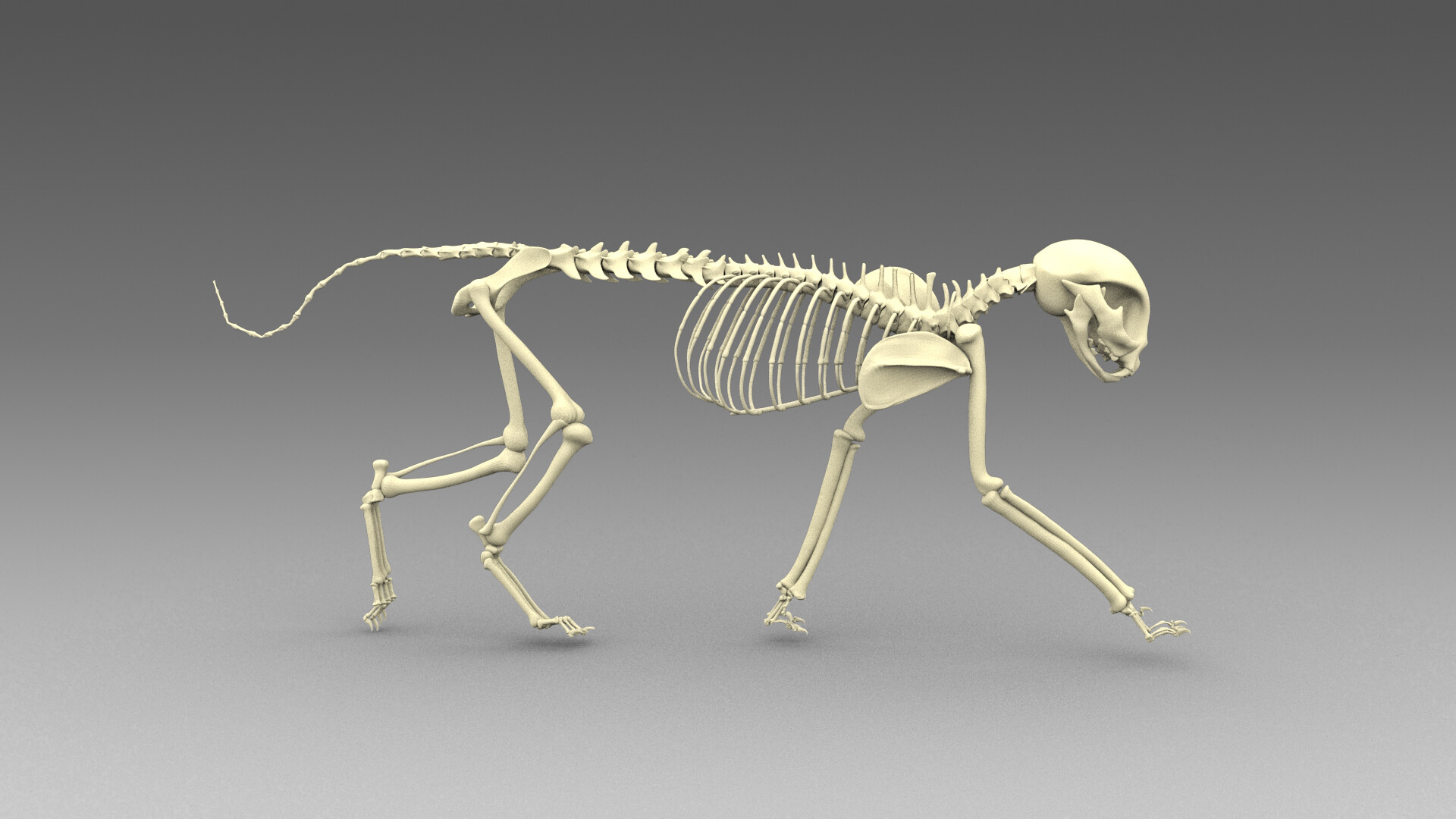 Daniela De Pieri - Mr Pucci - Cat Project