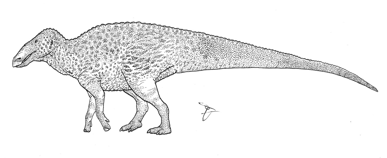 Juandertal - Dinovember 2019: Anatosaurus scale map
