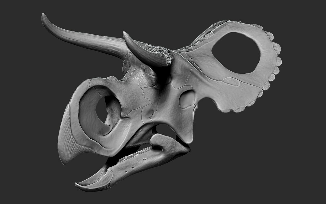 Esqueleto De Nasutoceratops