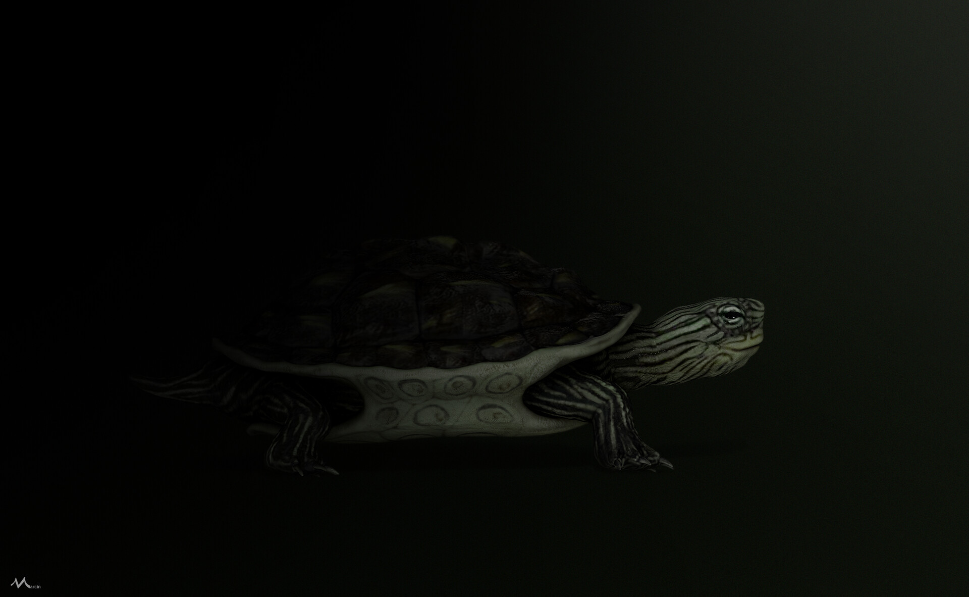 ArtStation - Chinese Stripe-Necked Turtle