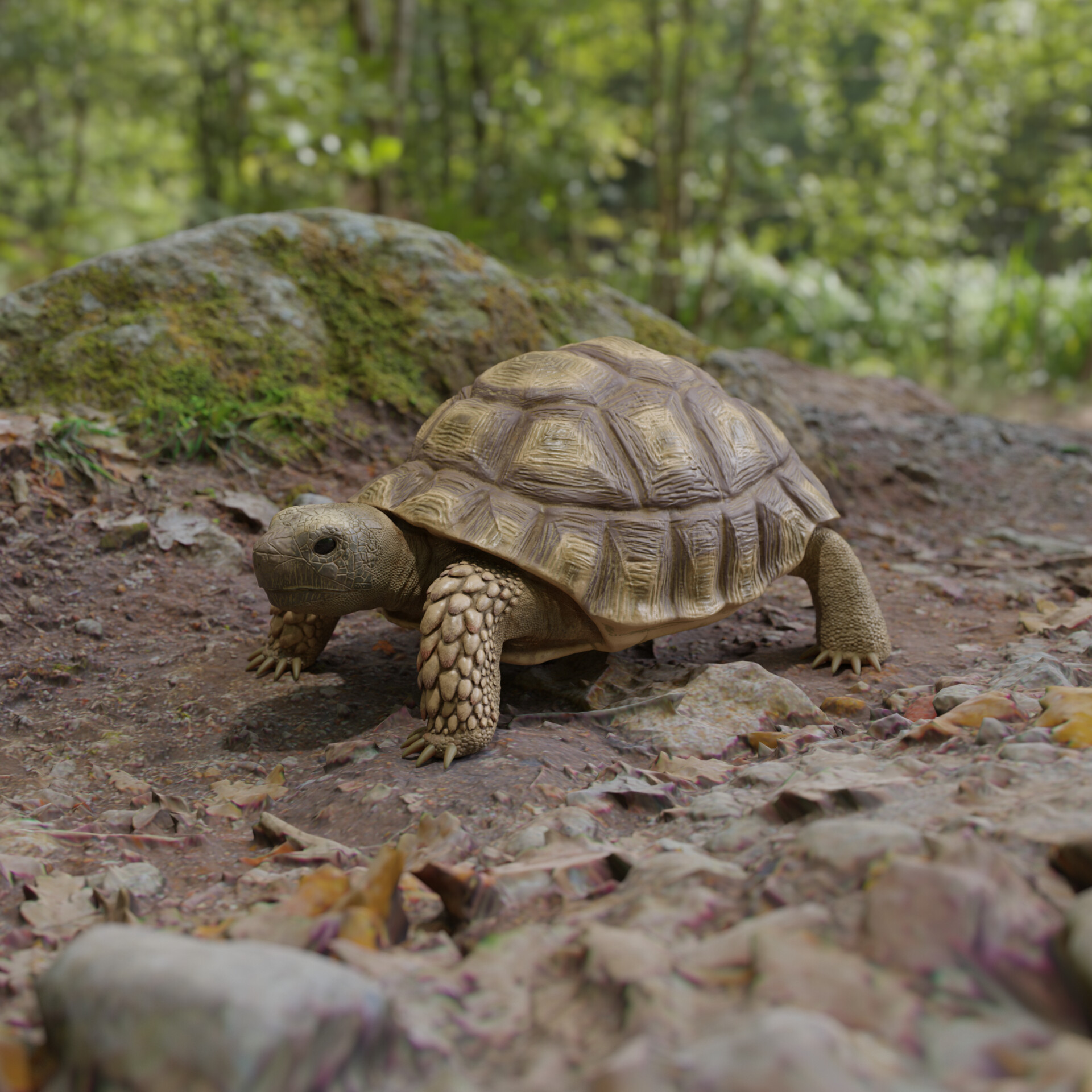 ArtStation - Sulcata Tortoise