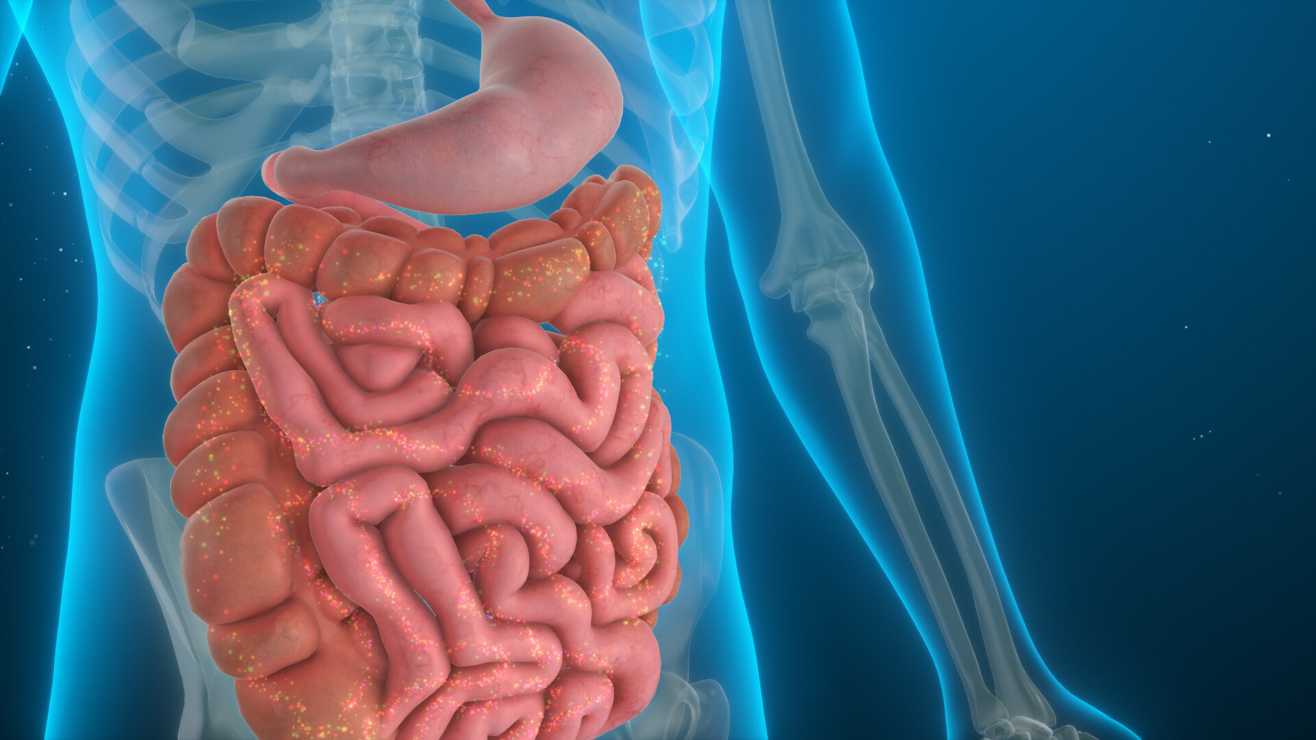 ArtStation - Intestine