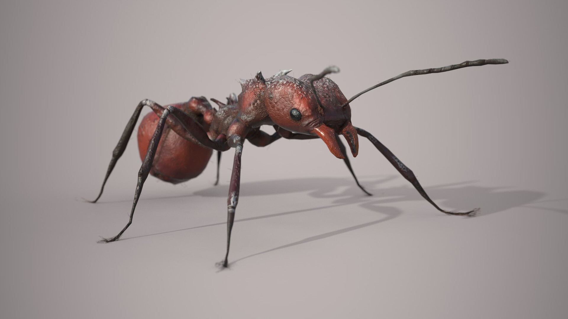 how to draw leaf cutter ants