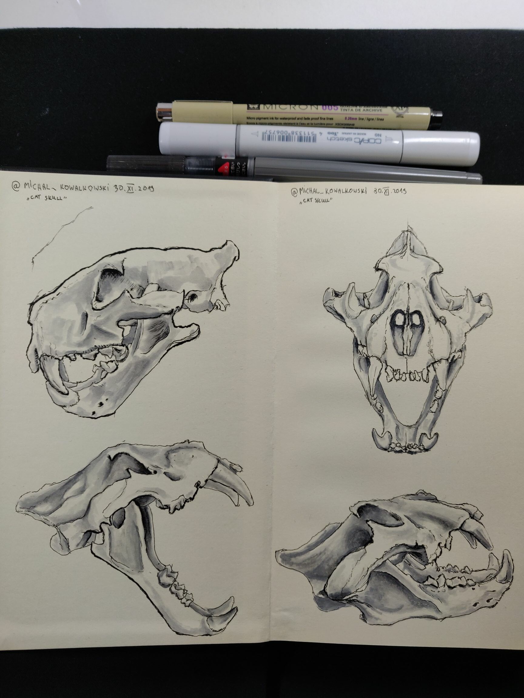 cat skeleton head drawing
