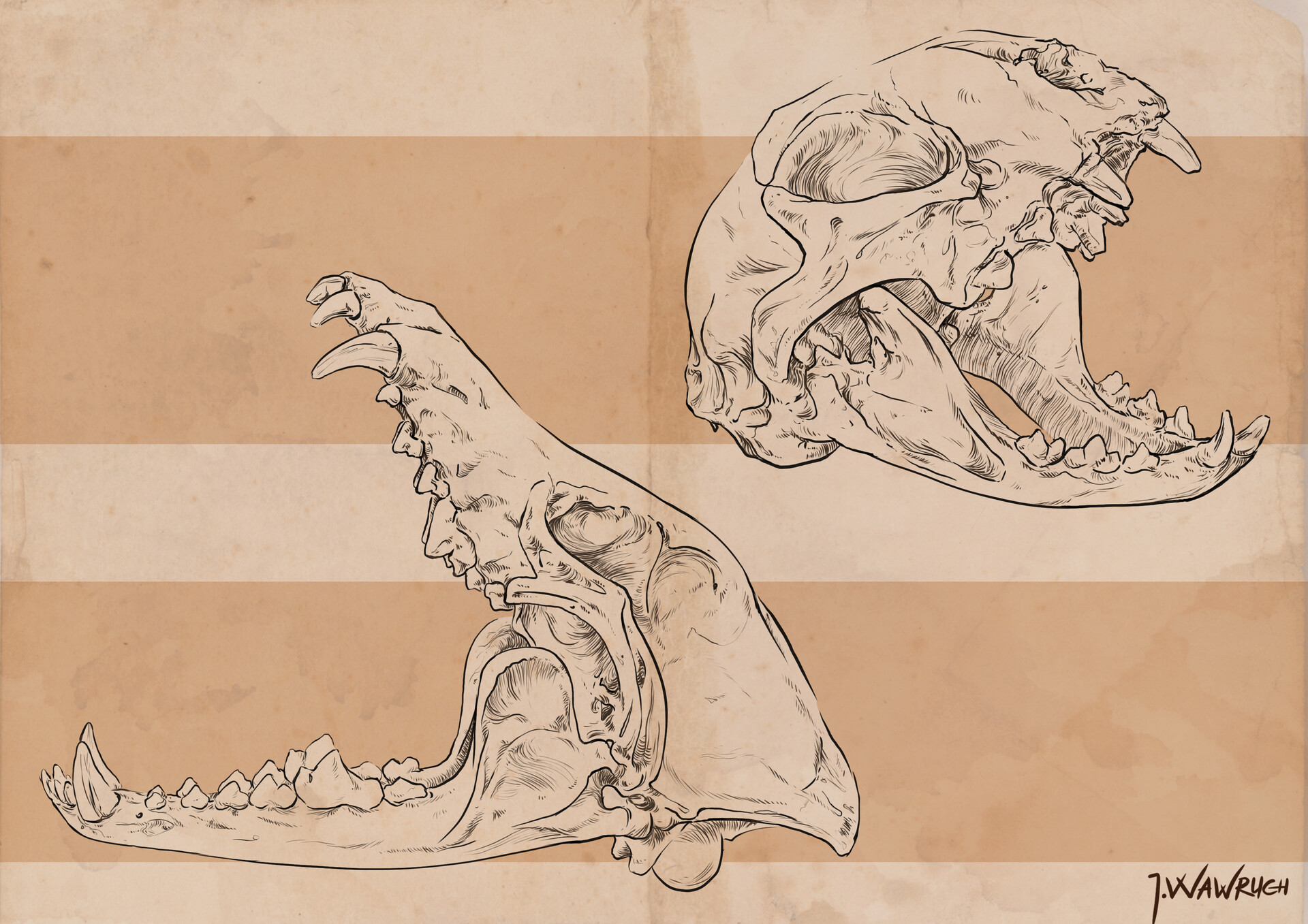 ArtStation - skulls study