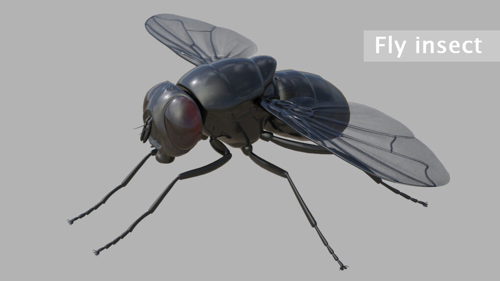 ArtStation - Fly insect