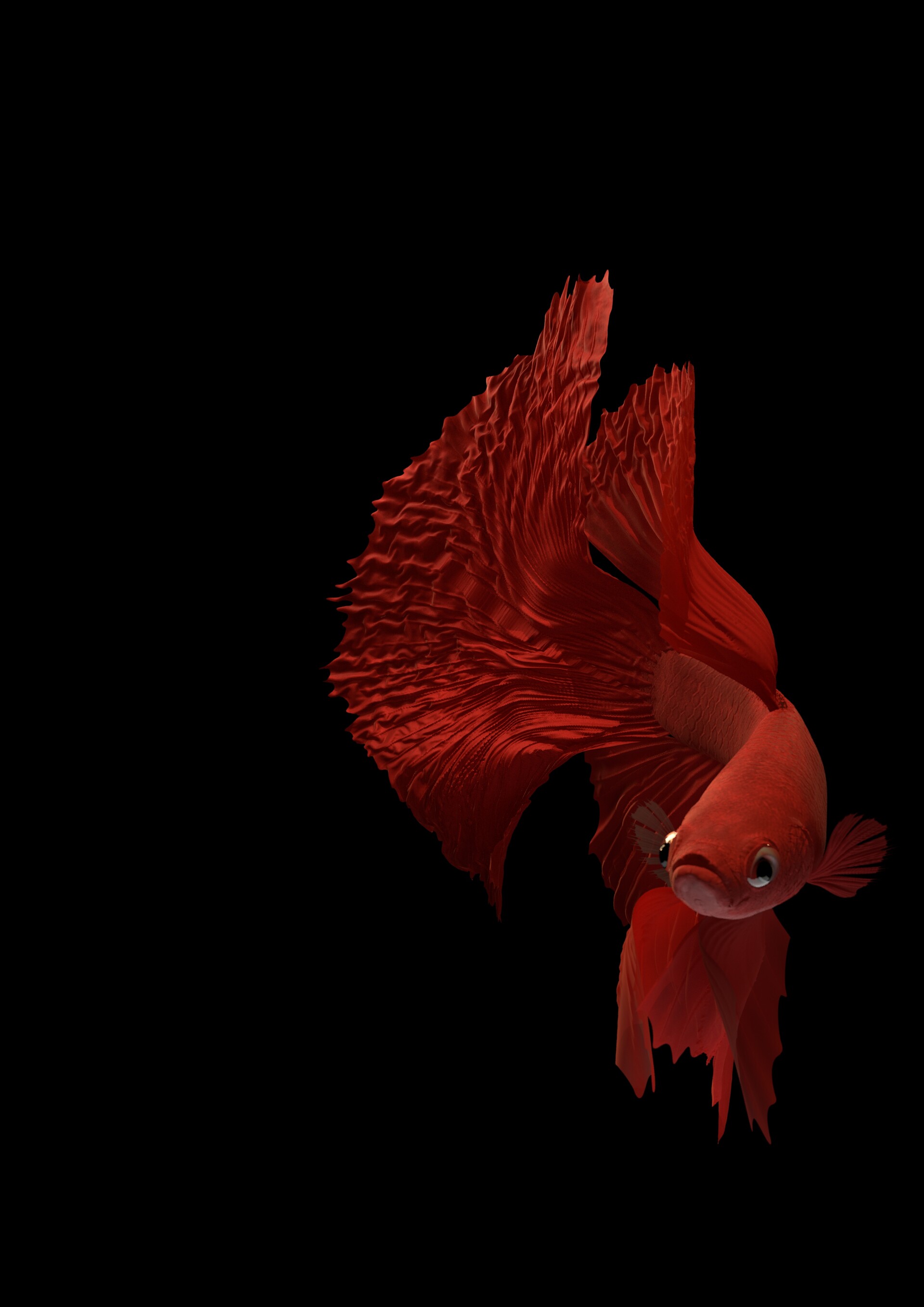 ArtStation - betta fish