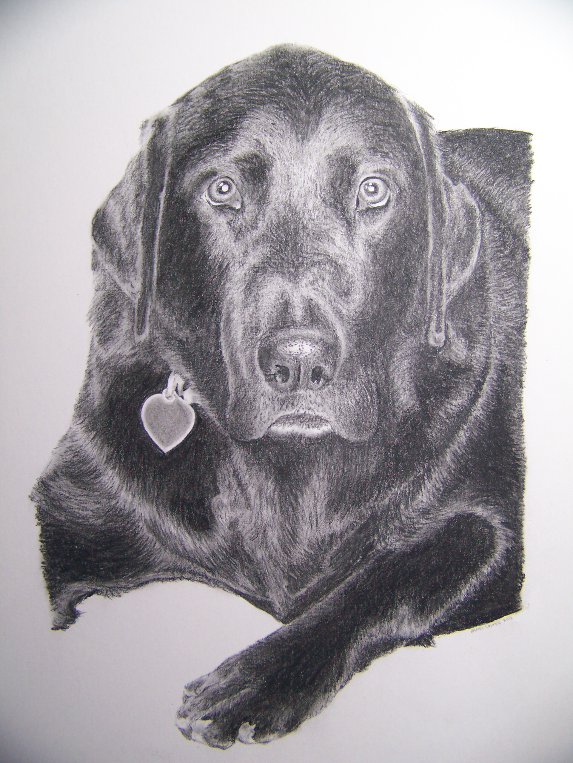 ArtStation - Charcoal of a charcoal Lab