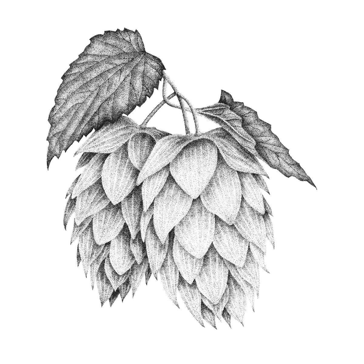 ArtStation - Hop Flowers