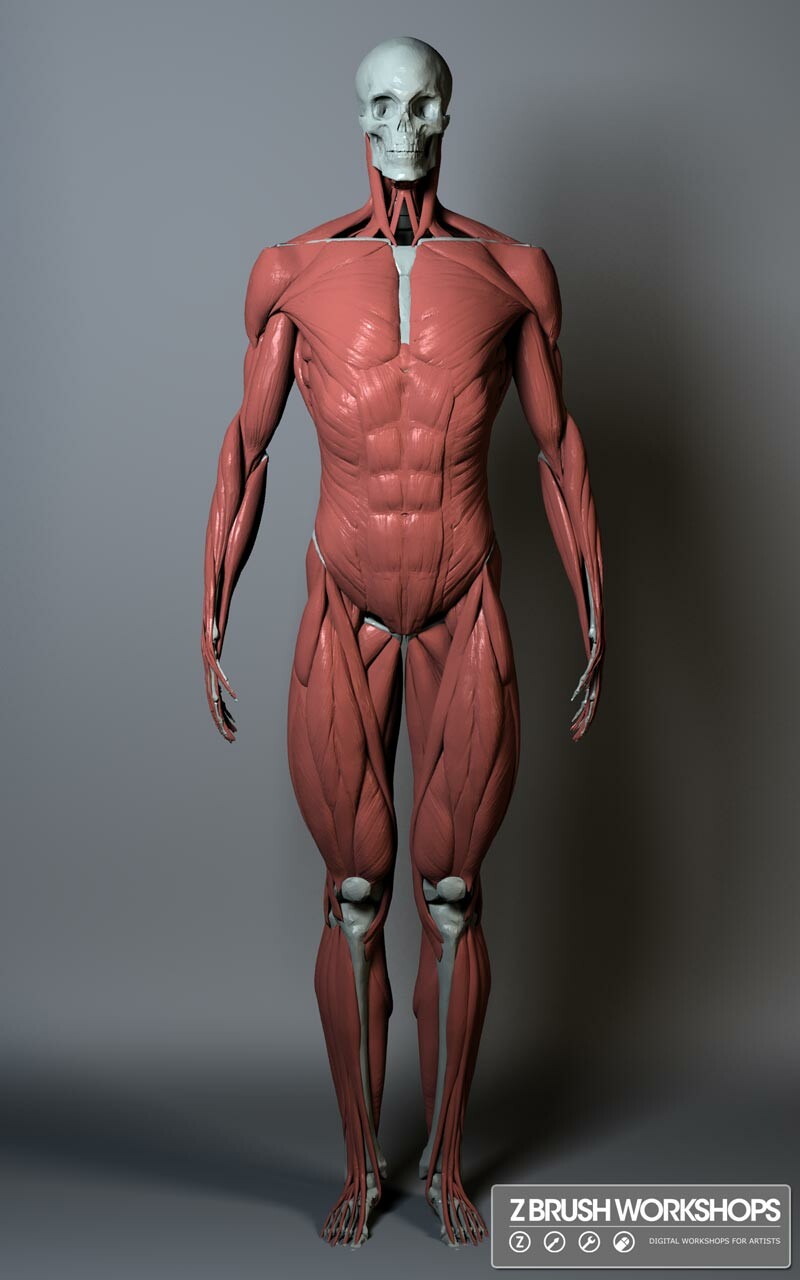 human body ryan
