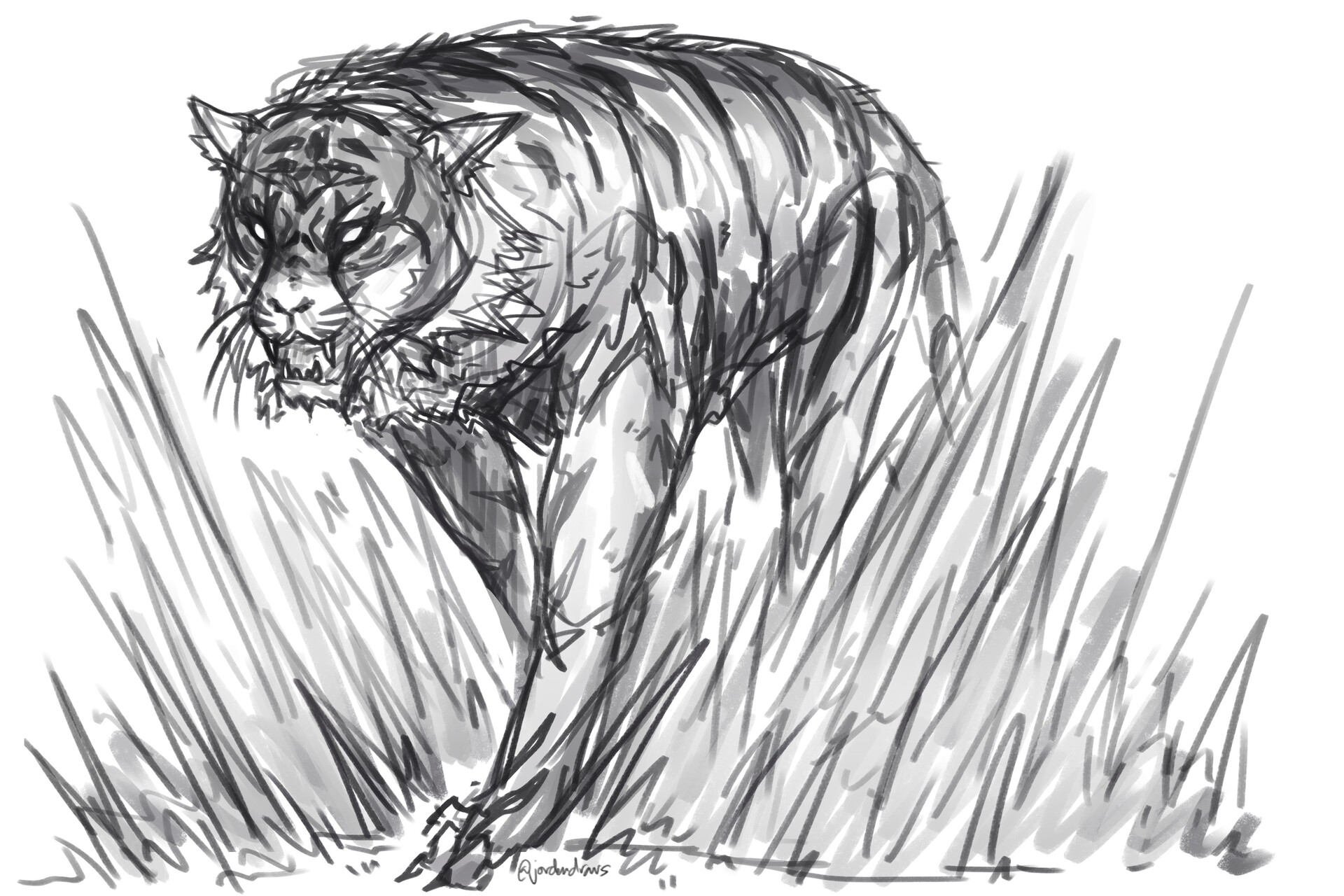 ArtStation - tiger study