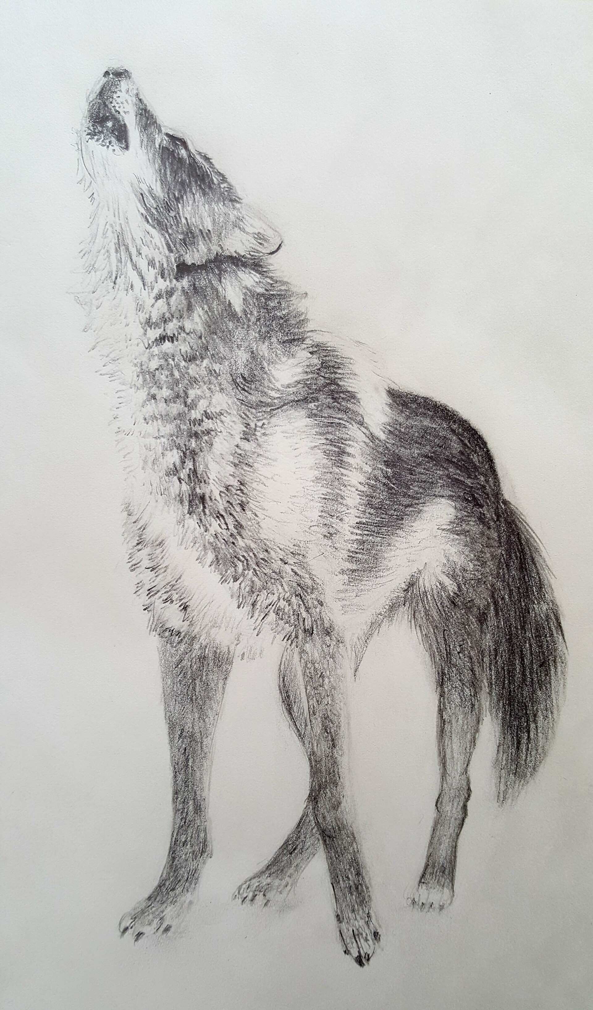 ArtStation - Howling Wolf