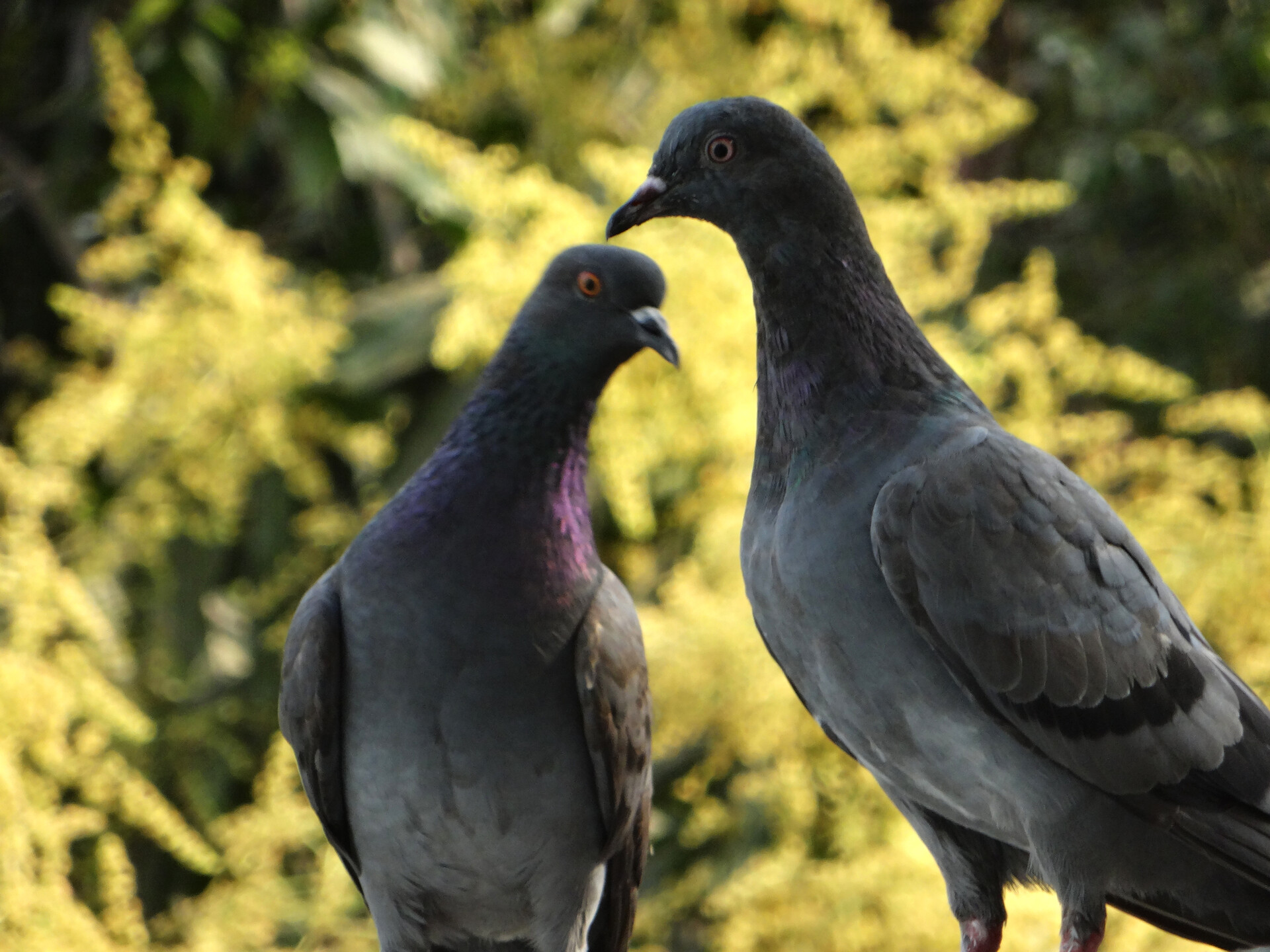 Purnendu Mondal - !_ ©v€