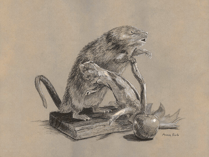ArtStation - Muskrat Drawing